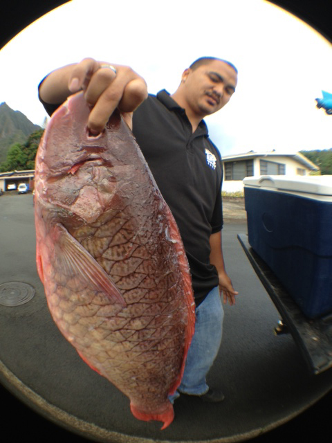 Red Sea Ocean Adventures: Big Uhu