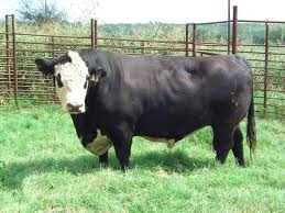 TIRAKAT MANDIRI: Jenis dan Nama Sapi