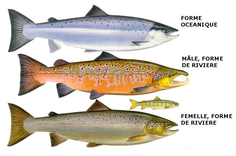 le saumon poisson des fêtes | les pieds sous la table