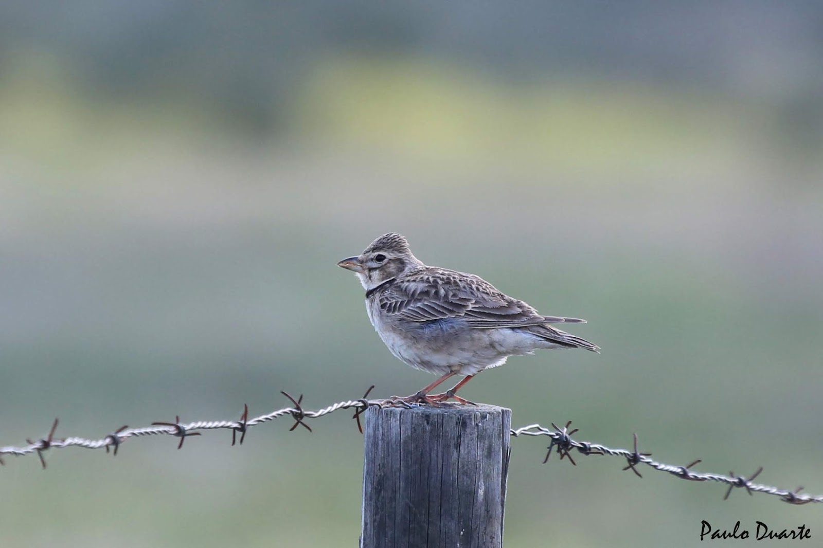 A arte de debicar: A maior das Calhandras....
