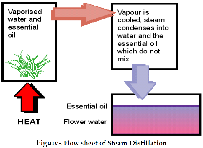 Extraction of Essential Oil by Steam Distillation of Tulsi (Ocimum ...