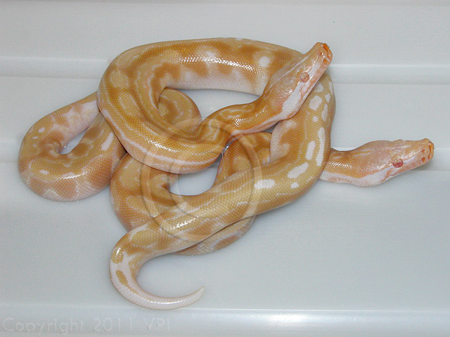 Blood Python - Dipong - Python curtus ~ Reptilers