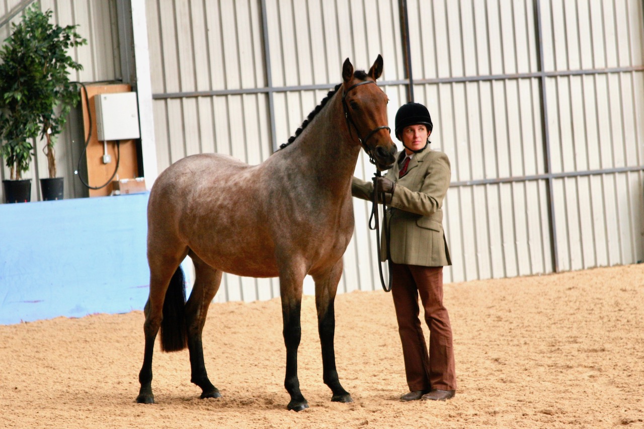 Chamfron Stud : Scottish Appaloosa Show - Chamfron Chaco