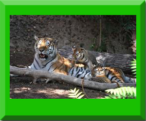 Gambar Bayi Macan Lucu | Gambar Hidup