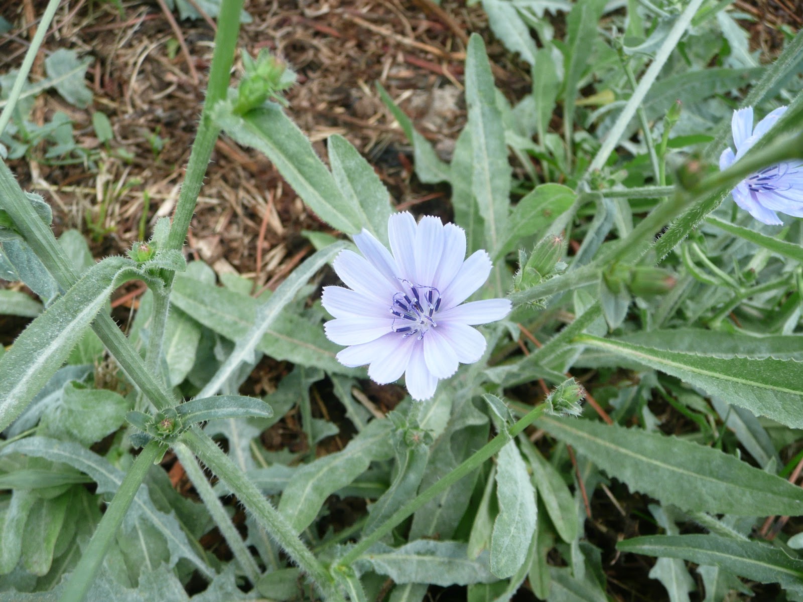 ecomondo: Cicoria selvatica (Cichorium intybus)