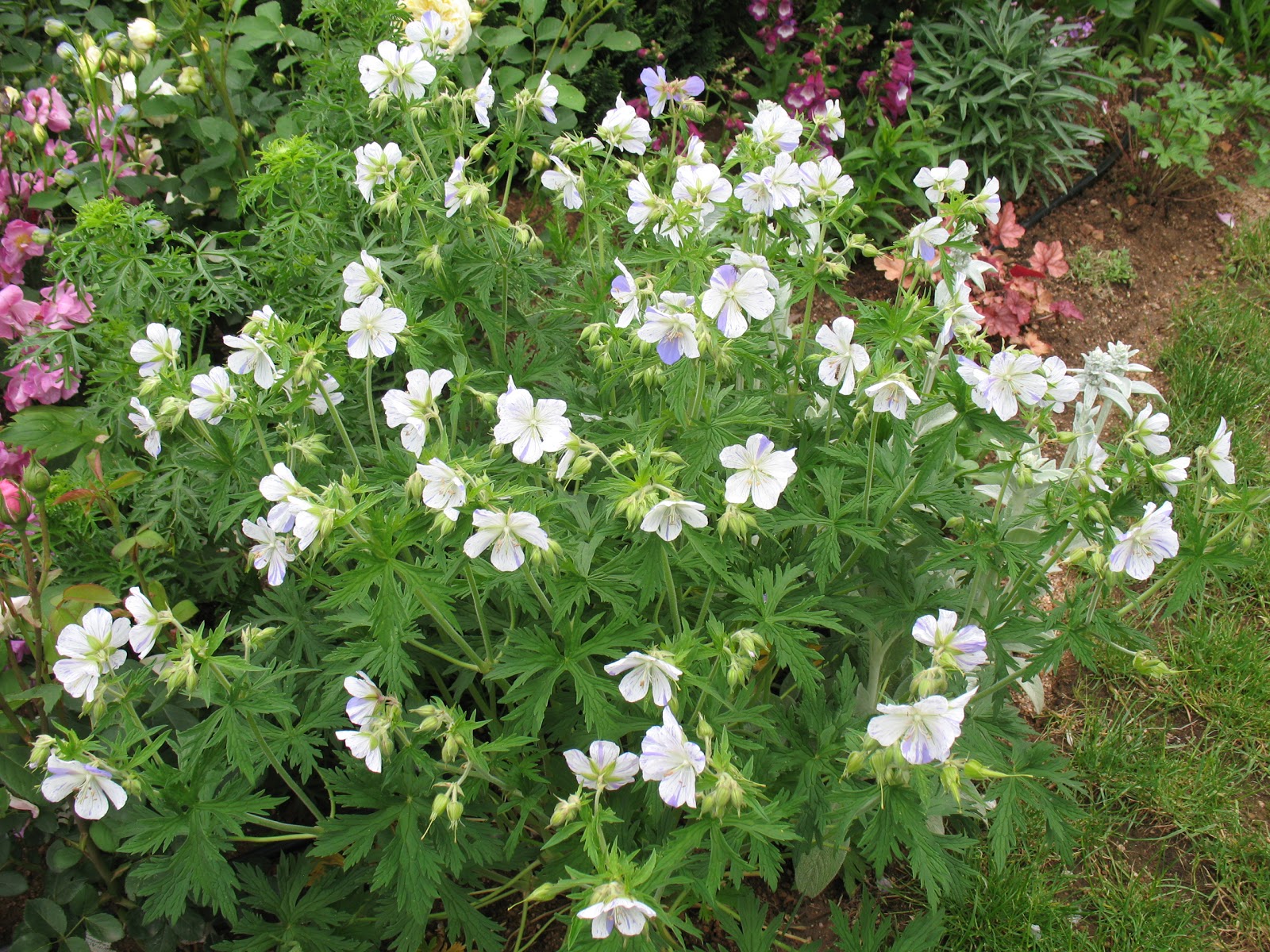 Roses du jardin Chêneland: Géranium pratense "Splish Splash"