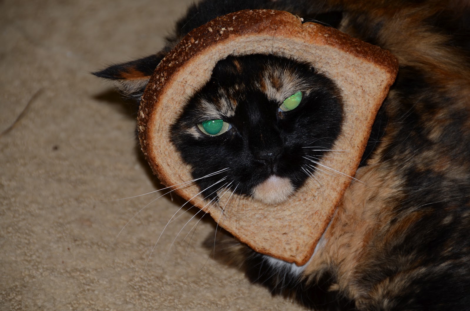 Inside Individual Design: Cat Breading