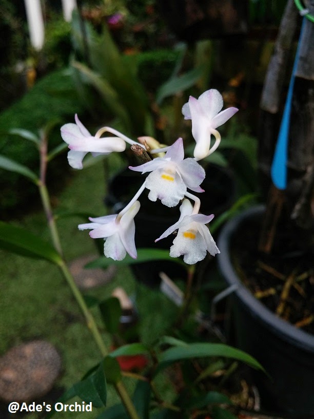 Ade's Orchid: Dendrobium mutabile