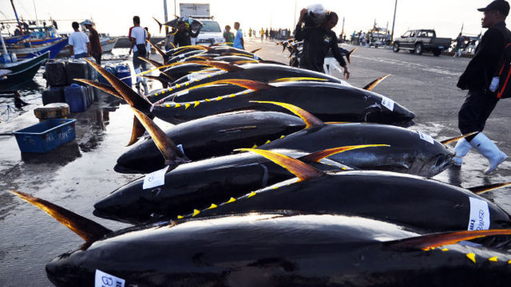 Yellowfin Tuna Factory, Indonesia Tuna Factory, Tuna Dry Fish ...