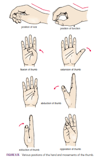 Thumb Motions