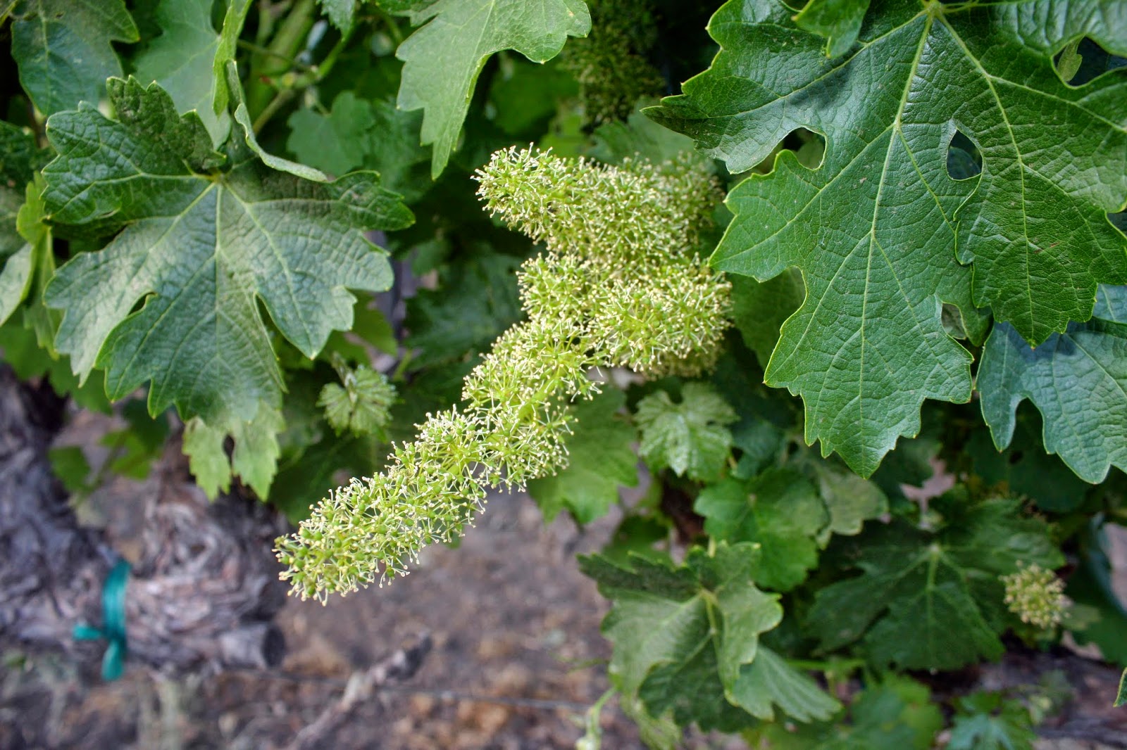 plodding in paradise: GRAPE REPRODUCTION 101