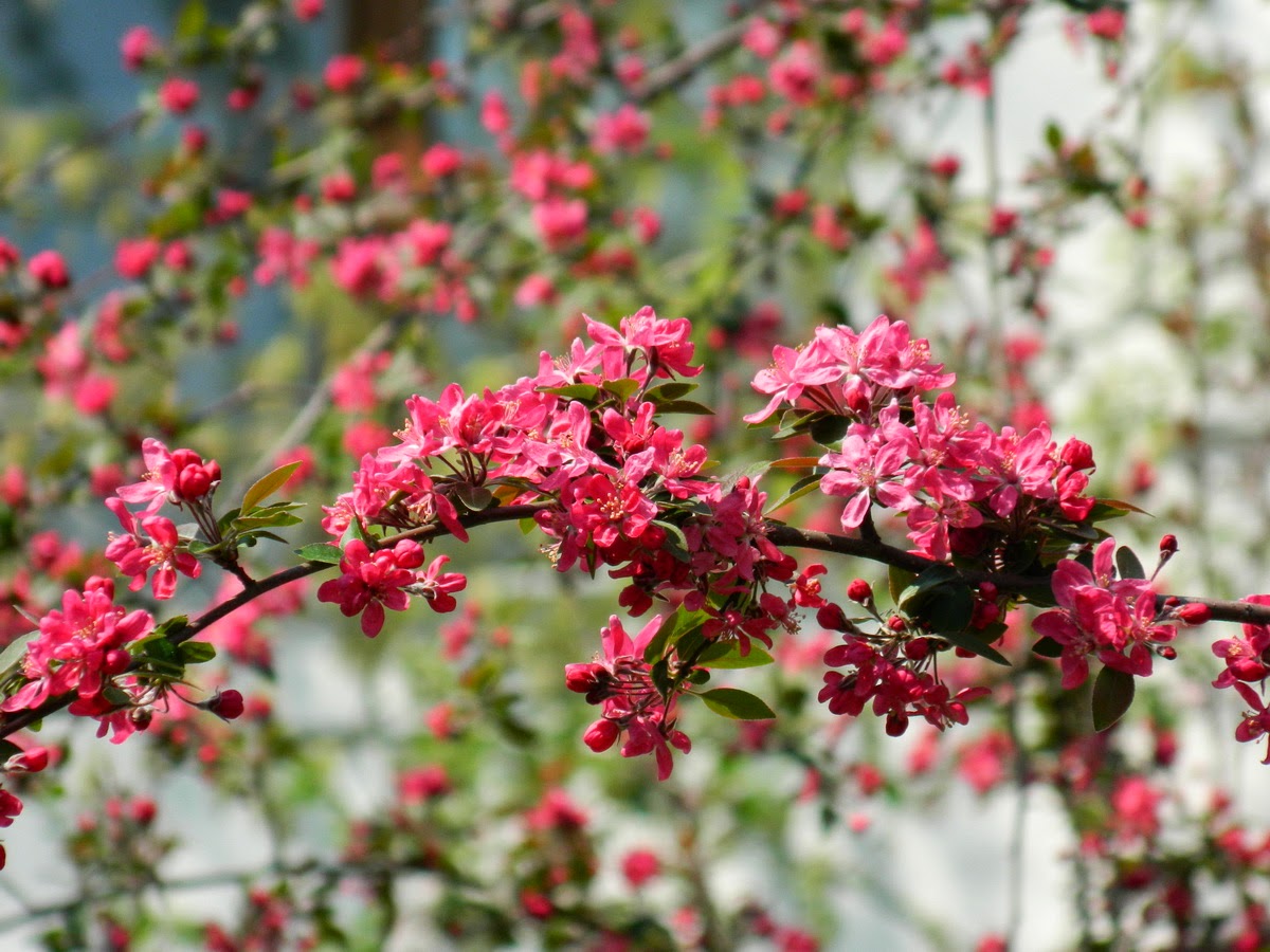 LA MULTI ANI, ROMANIA!: Crengi cu flori rosii