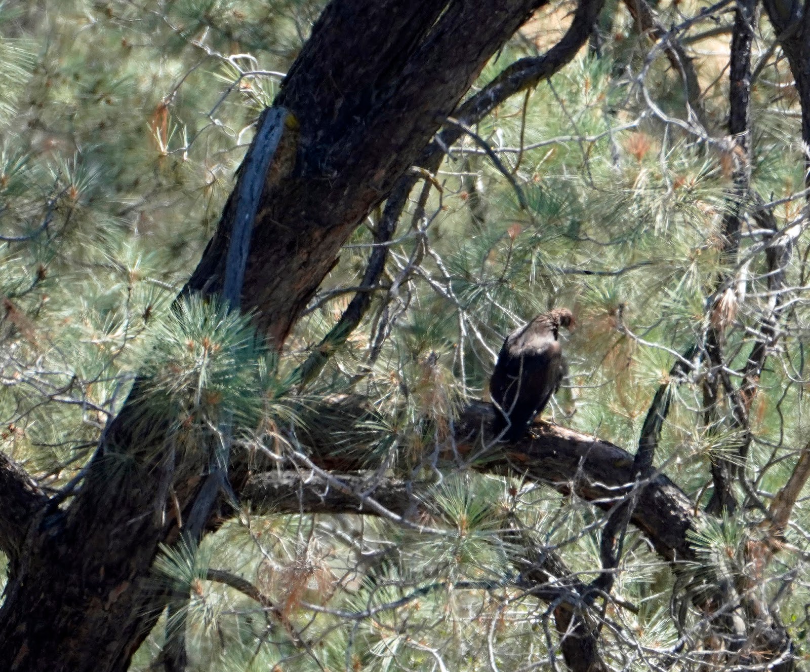 Mid Sierra Musings: Golden Eagles Part 5: The Eagles Fledge
