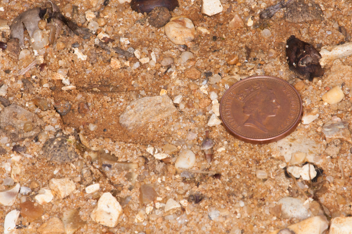 Postcards from Sussex: White Admirals and Yellow Water-lilies