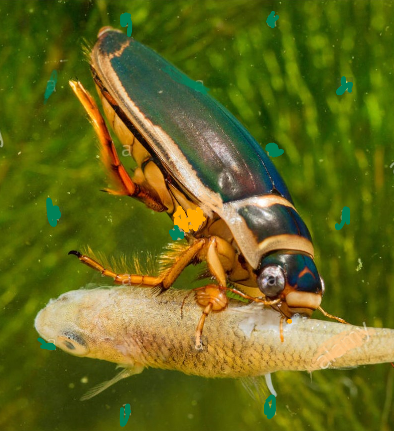 From Water Tigers to Deadly Divers: Dytiscidae