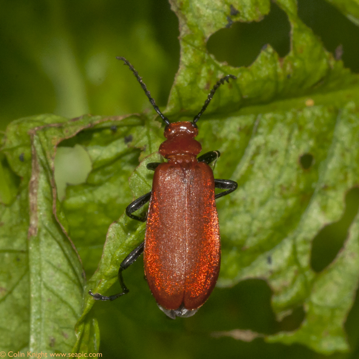Postcards from Sussex: Red-headed Cardinal and a Common Sweep