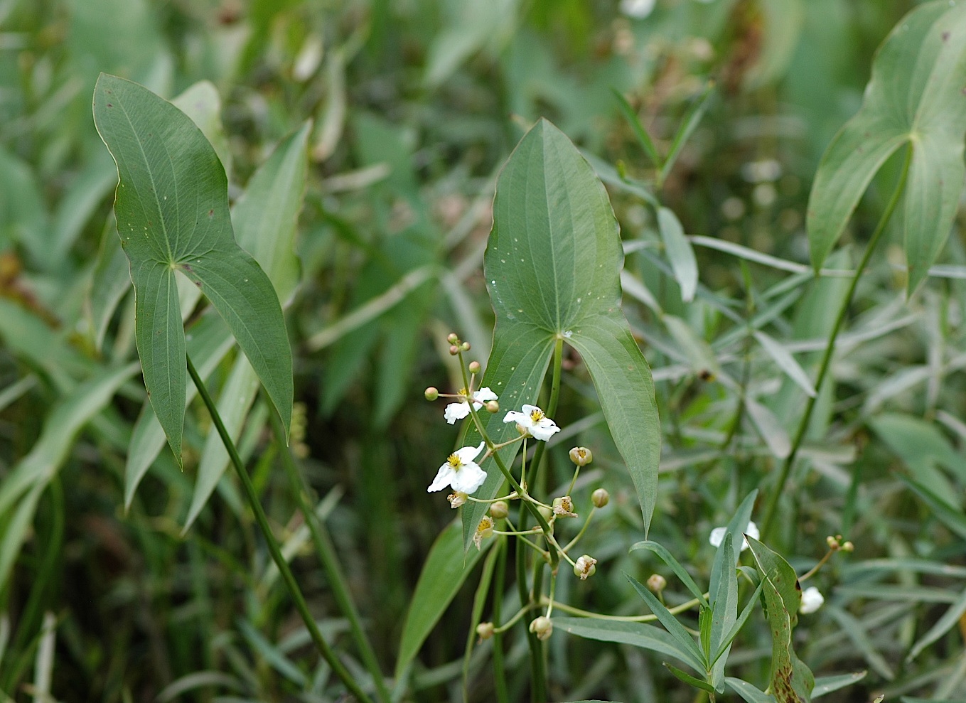 Field Biology in Southeastern Ohio: Wetland Wildflowers