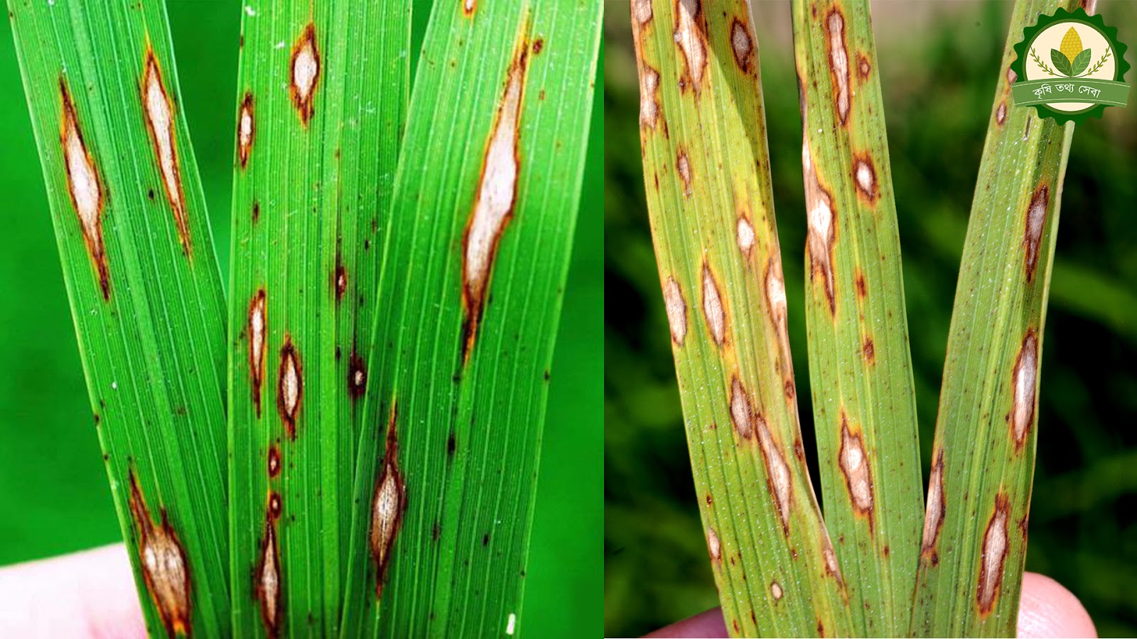 Rice Pest and Disease Management (ধানের পোকা-মাকড় ও রোগ-বালাই দমন ...