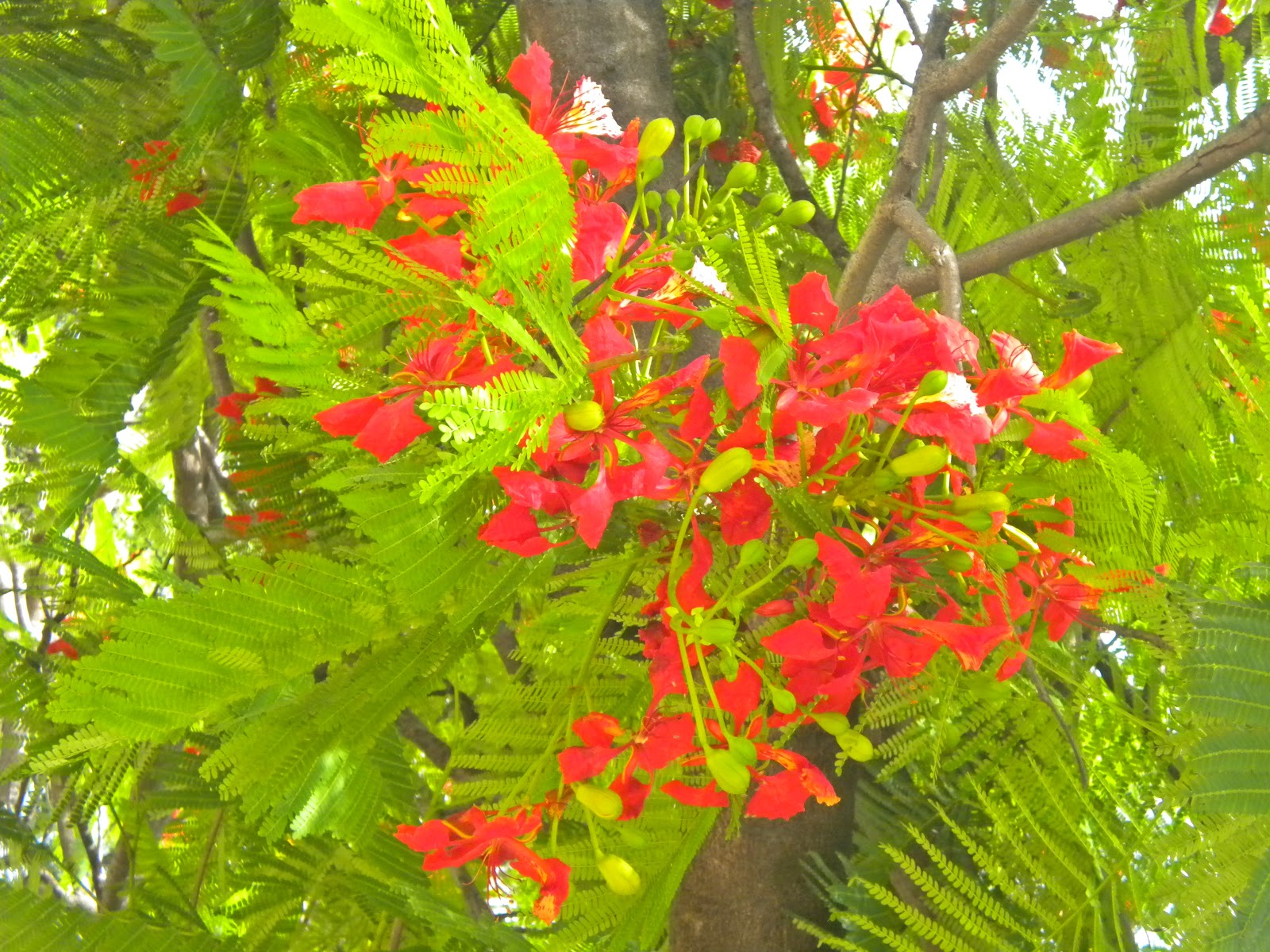 nem tudo é deserto: flamboyant