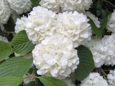 Snowball flowers. - Flower Wallpaper