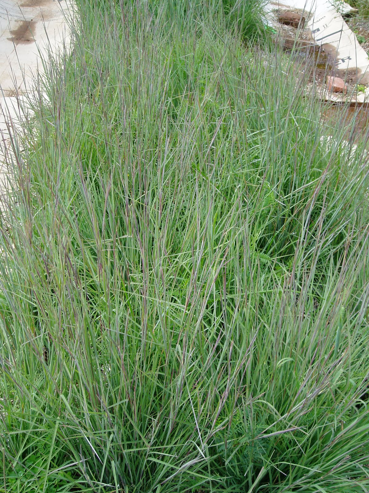 Lovegrass Farm: Schizachyrium scoparium (Little bluestem) Ornamental ...