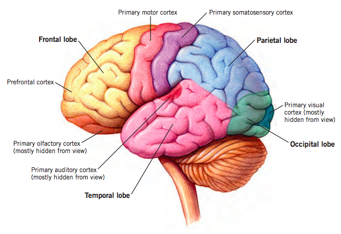 Smoothe: Braintastic