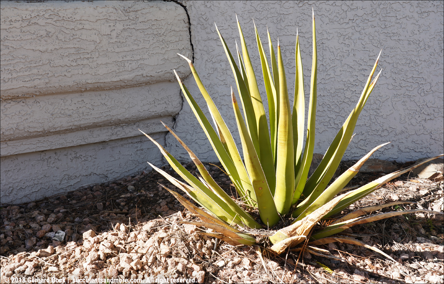 Agave hunter Ron Parker's personal collection