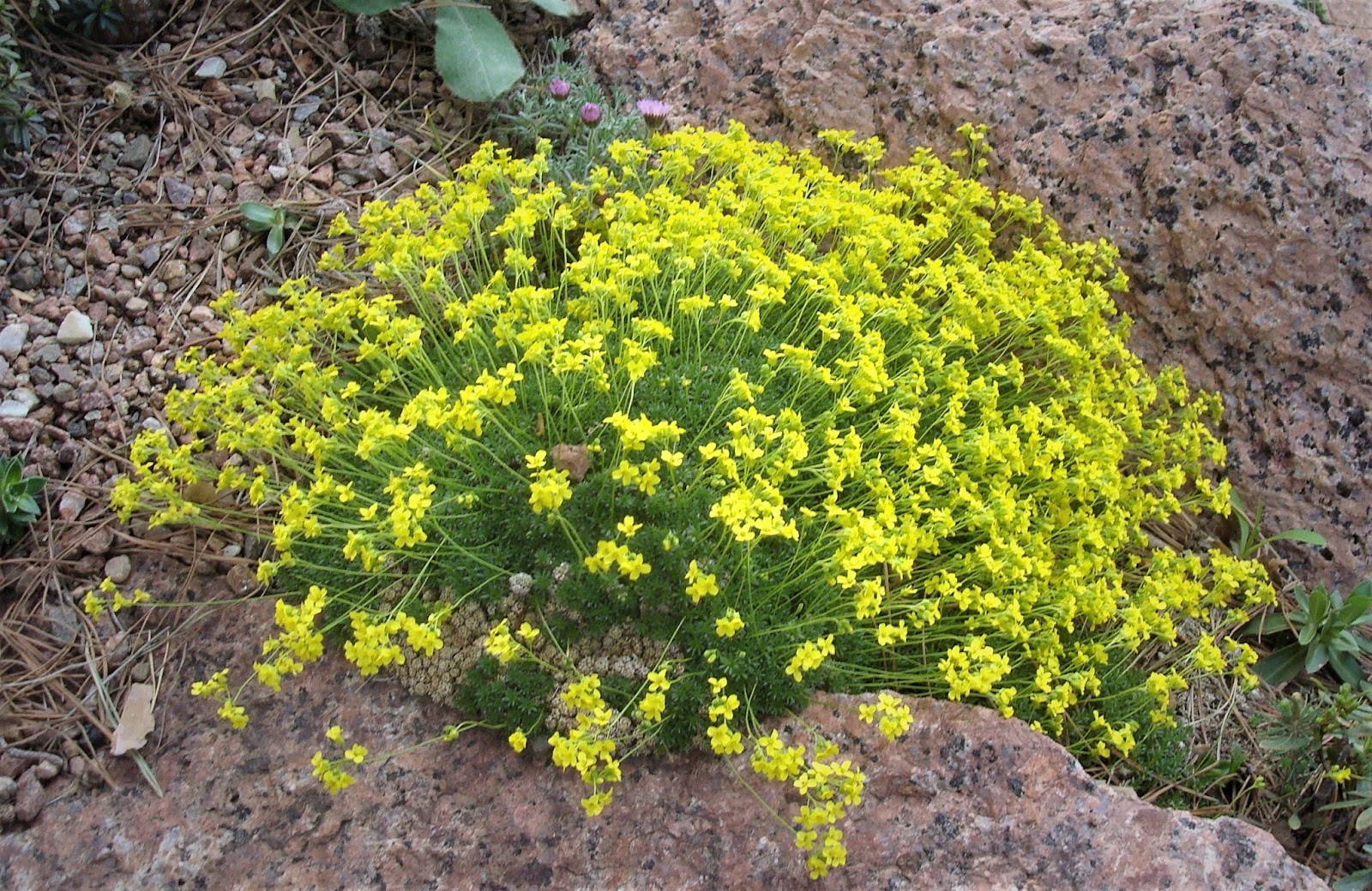 Prairiebreak: Part two: Plant Pageant, Quince Garden plants from 2015 ...