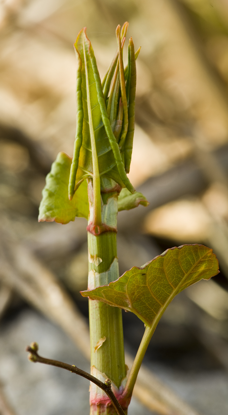 The 3 Foragers: Foraging for Wild, Natural, Organic Food: Japanese ...