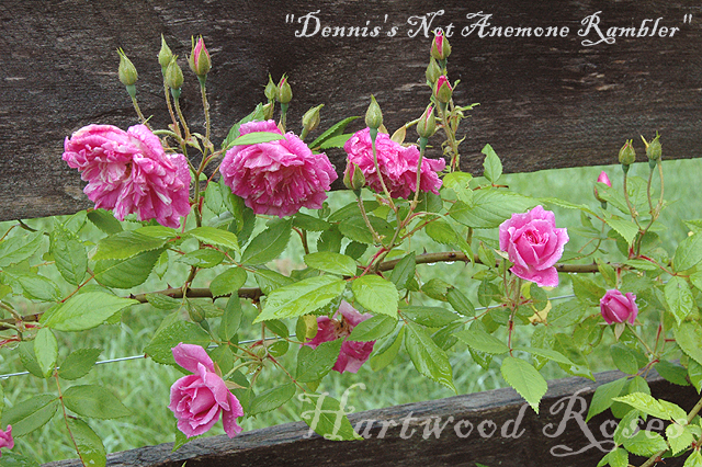 Hartwood Roses: Sunday Snapshot ... Propagation Time!