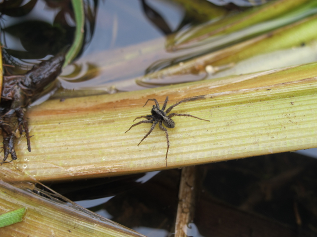 BugBlog: Wolf spiders walking on water