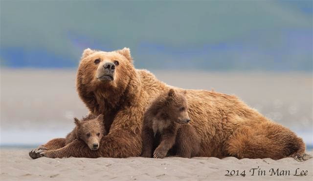Bears at Hallo Bay: Tin Man Lee