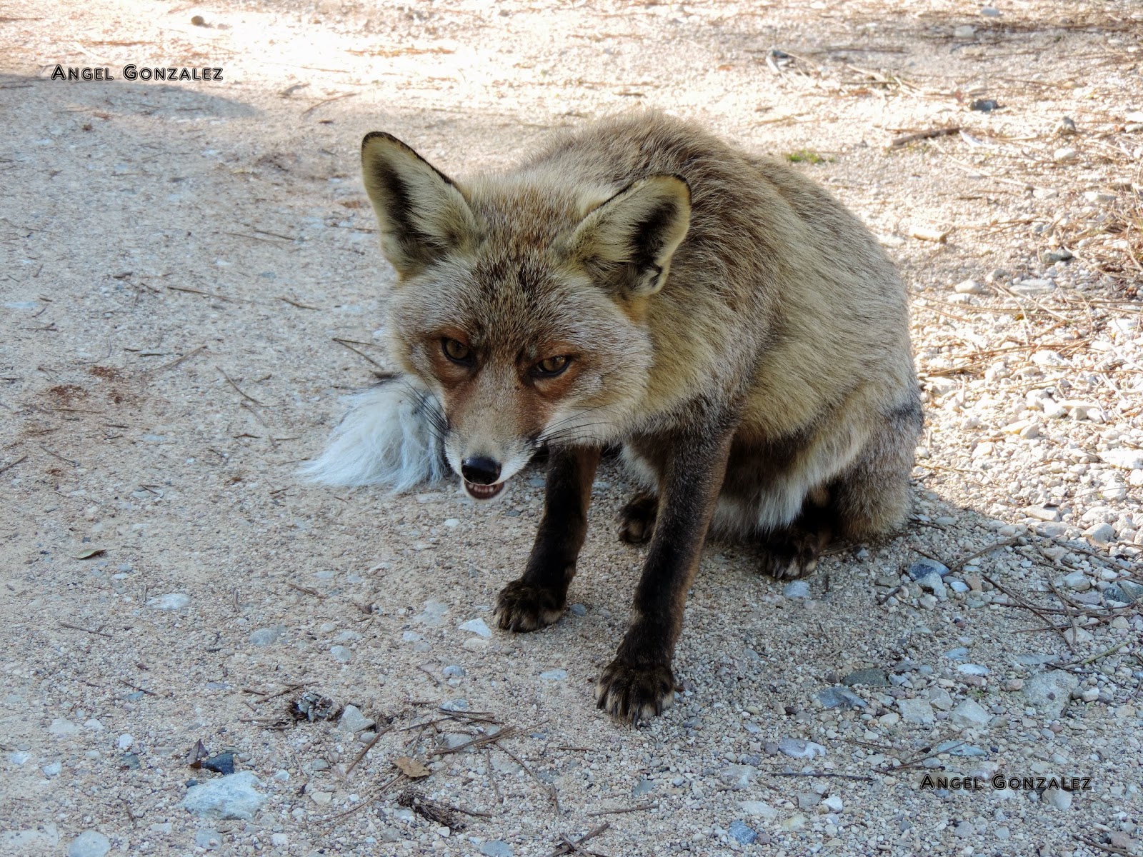 Abriendo Caminos: Zorro Común / Vulpini
