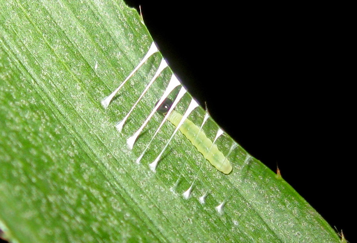 Nature Of Srilanka: Giant Red eye (Gangara thyrsis clothild) - මාර තැසියා