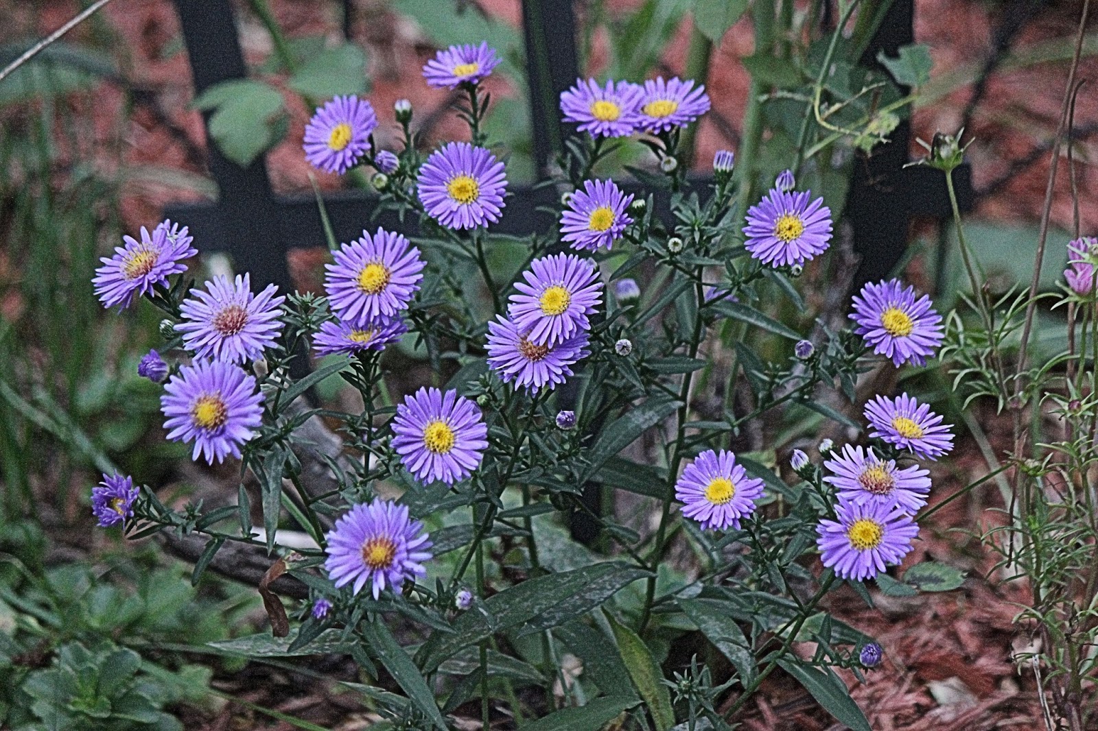 12 Photos Of Asters In My Garden