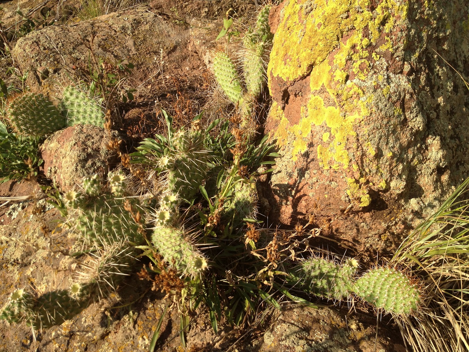 Native Garden Textures: Native Cacti in the Wild