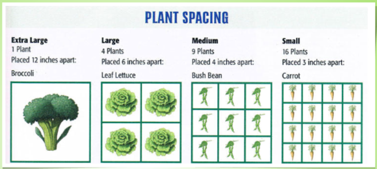 SFG spacing in inches | Plant spacing, Plants to grow, Broccoli leaves