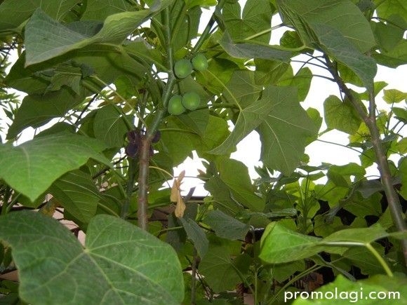 Cantik Alami Muslimah: Manfaat Tanaman Jarak Pagar