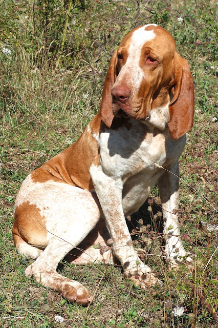 Scrumpdillyicious: Truffle Hunting in Umbria: A Day with the Dogs