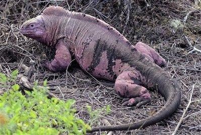 it's aLL about Pink: hewan yang tubuhnya berwarna PINK