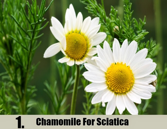 5 HERBAL REMEDIES FOR SCIATICA ~ Mzizi Mkavu