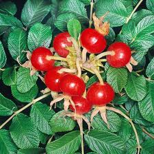 Horticulture - Plant identification, Care and Maintenance: Rosa robosa ...