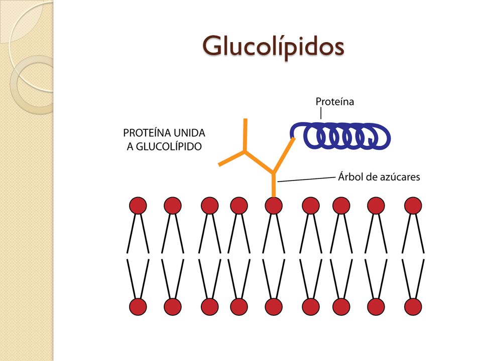 Bioquímica_205_ Zootecnia