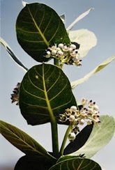 Leite de Janaguba - Planta que tem recebido atenção por causa dos ...