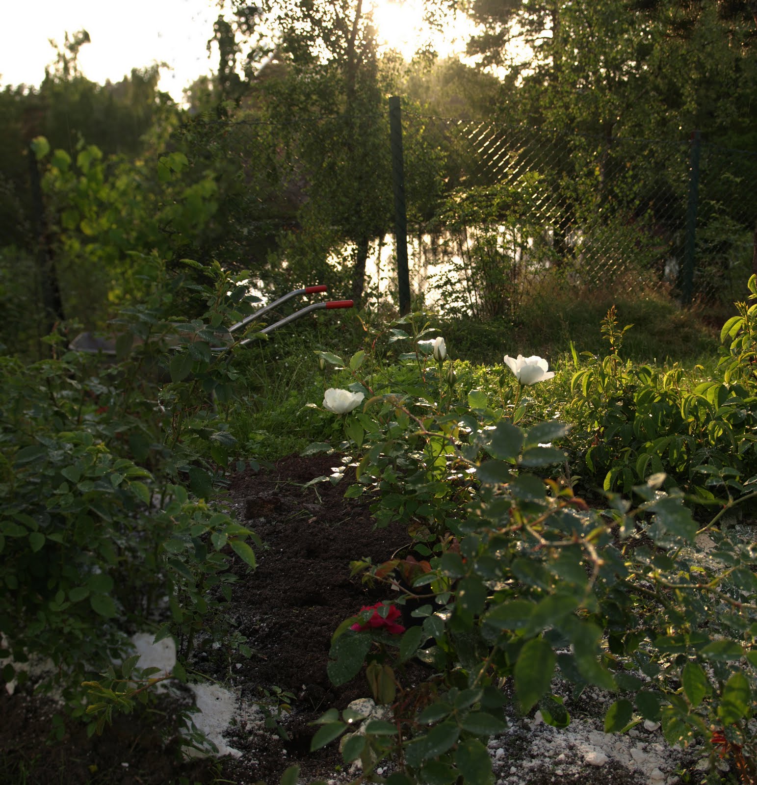 Vilt og vakkert: Hvor skal den plantes?