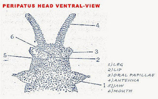 Structure of Peripatus and affinity long question for +3 zoology students