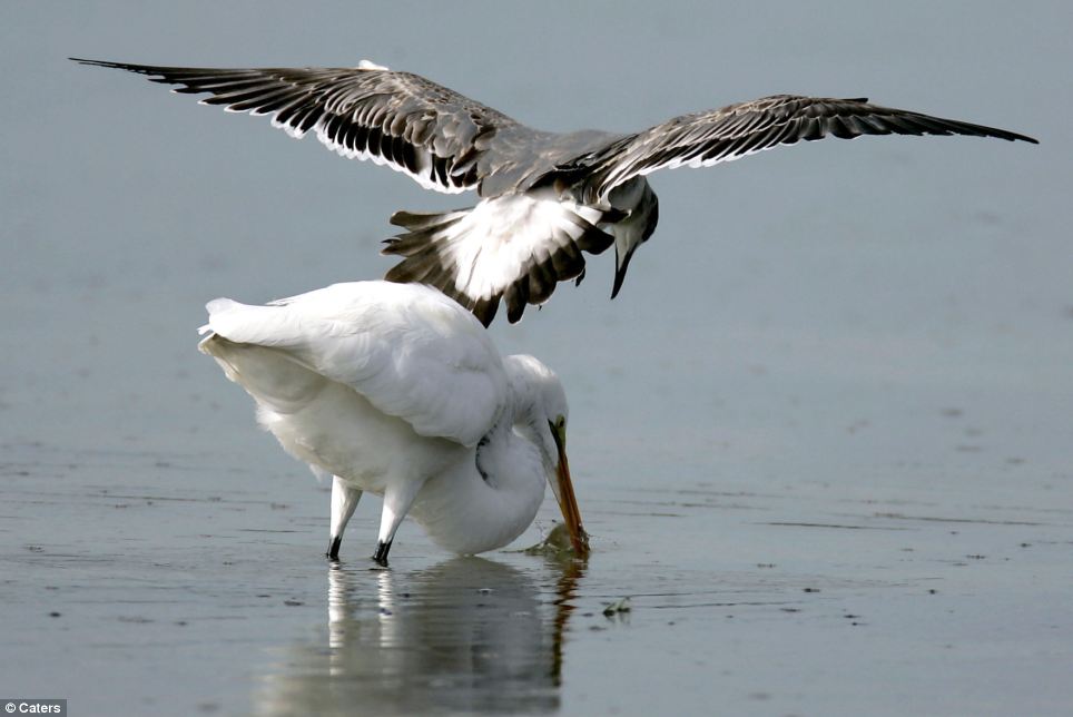 The animal zone: Amazing picture of acrobat seagull stealing a shrimp ...
