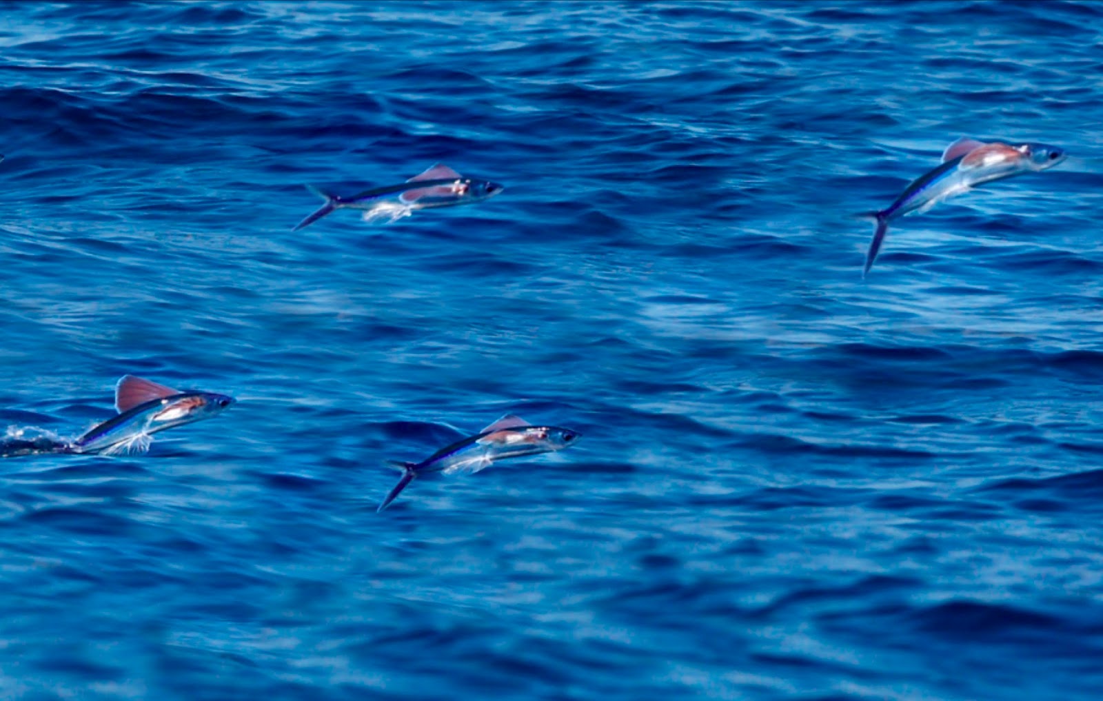 ΧΕΛΙΔΟΝΟΨΑΡΟ (FLYING FISH) photos - wallpapers | the fun bank