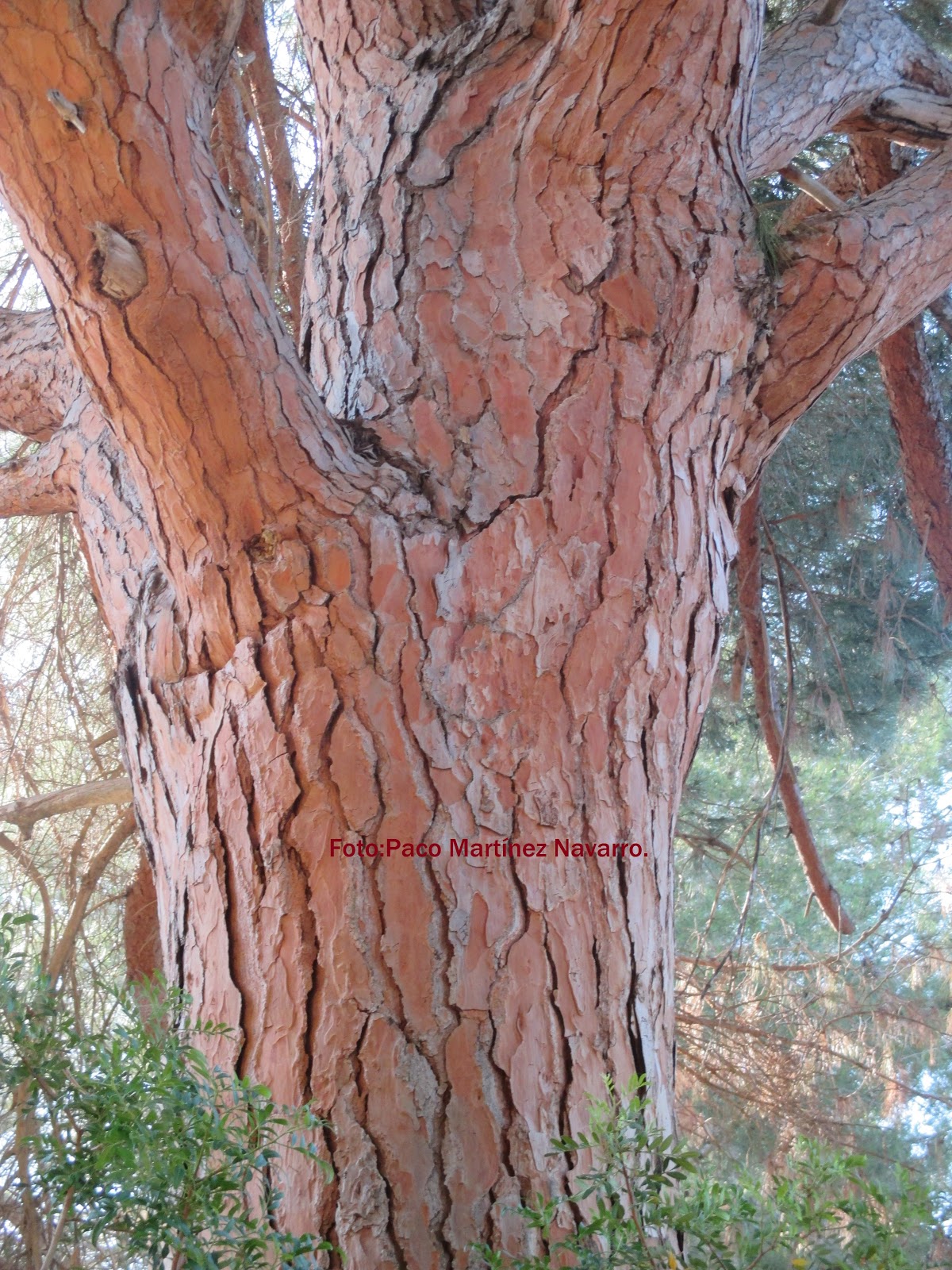 Apuntes de Paterna: Arboles monumentales de Paterna.