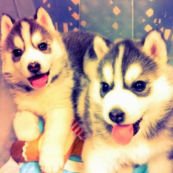 Cute dogs - part 5 (50 pics) | Amazing Creatures